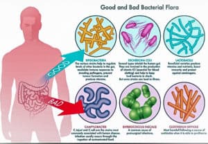 Everything You Need To Know About Your Microbiome - FOODHEAL